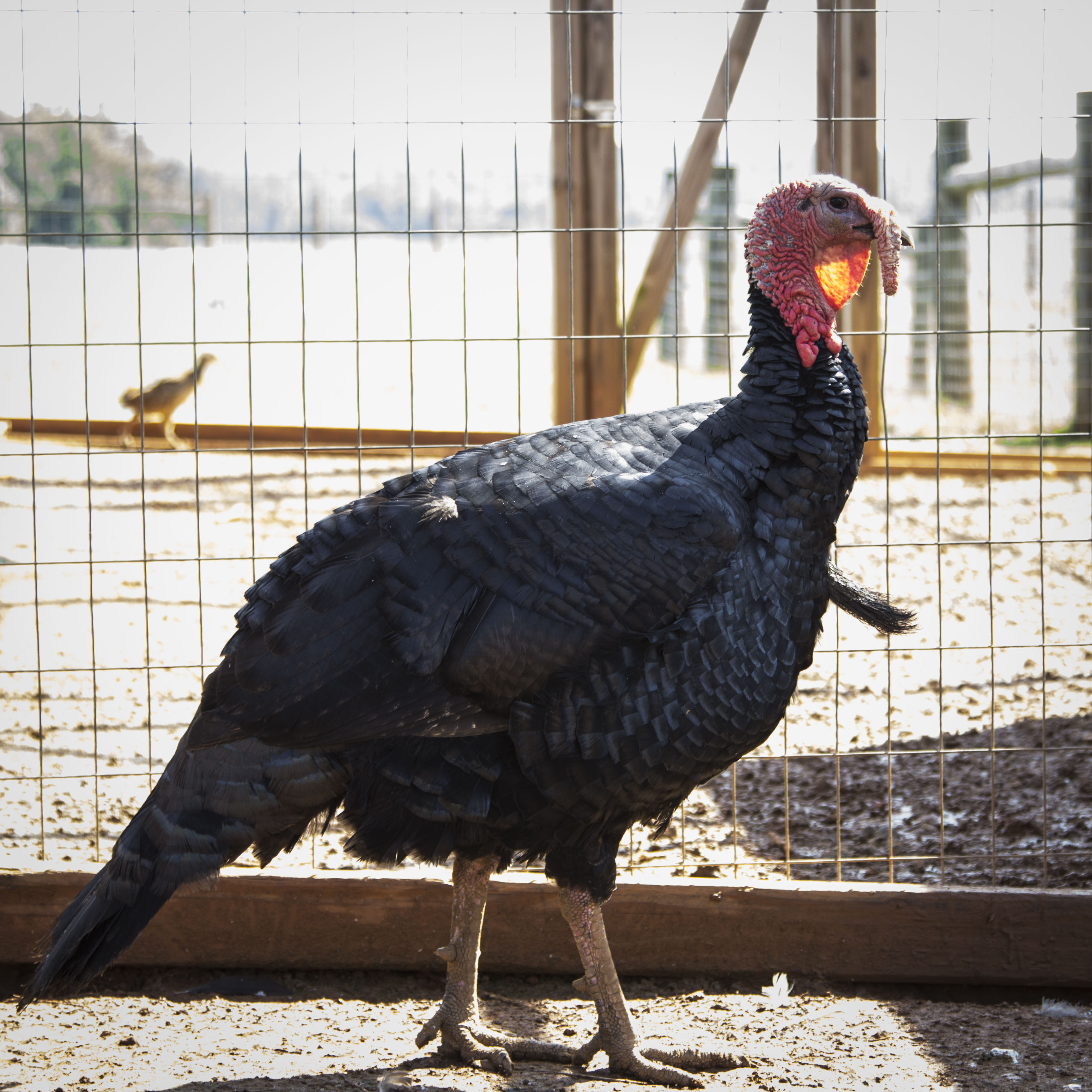 Visit our Animals at the Barnyard