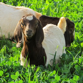 Visit our Animals at the Barnyard