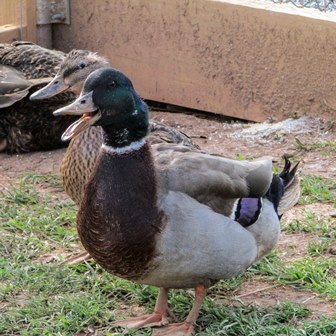 Visit our Animals at the Barnyard